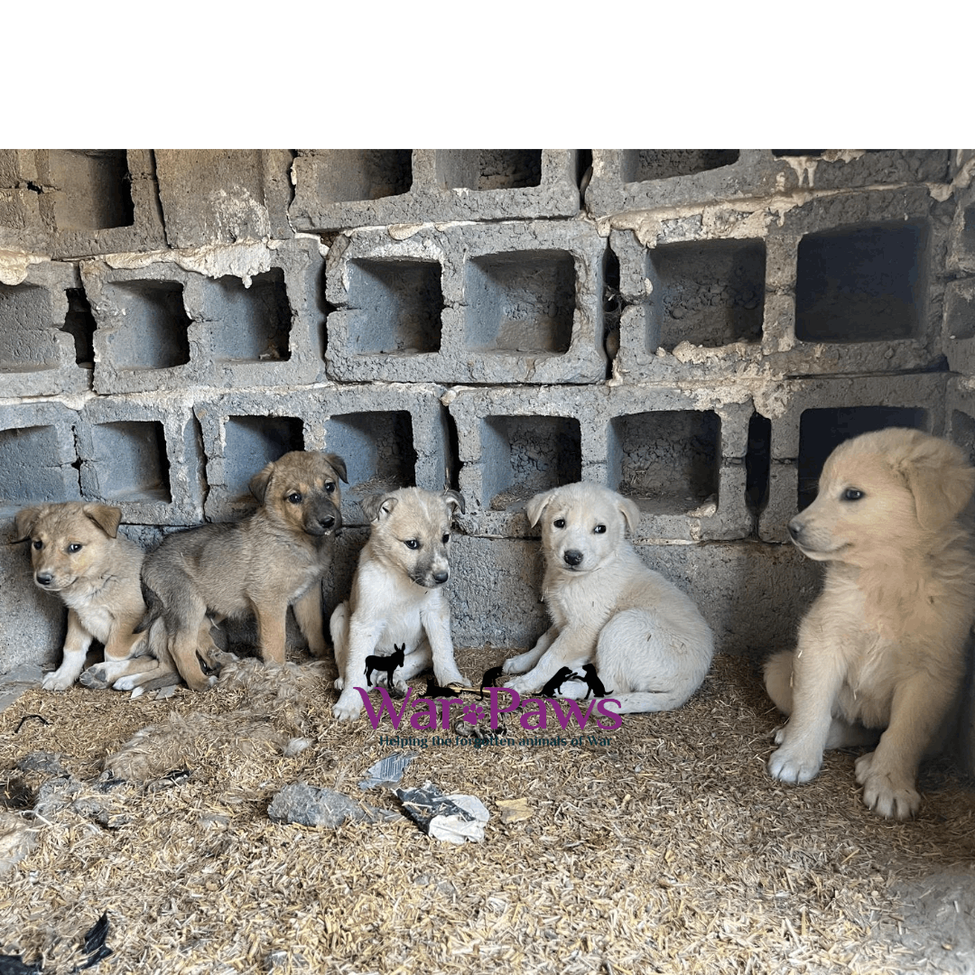 Feature War Paws to share in £300,000